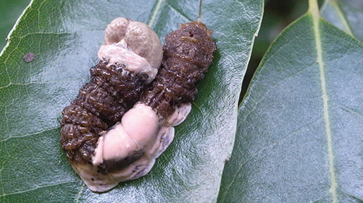 Poop... Or Prey? Gross Out Article for Students | Scholastic Science ...