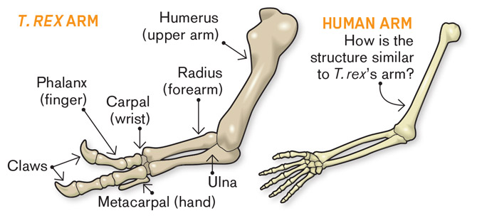 T Rex Arms Bones