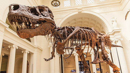 T. rex's Tiny Arms Biology Article for Students | Scholastic Science ...