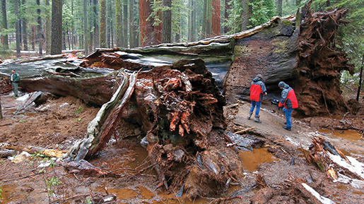 Famed Tree Falls Earth Science Article for Students | Scholastic ...