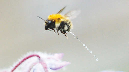 Bee Pee? Gross Out Article for Students | Scholastic Science World Magazine