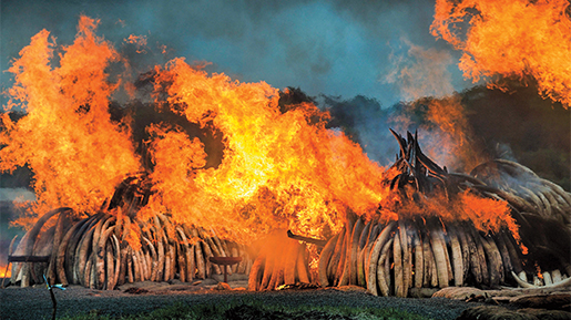 Ivory Ban Biology Article for Students | Scholastic Science World Magazine