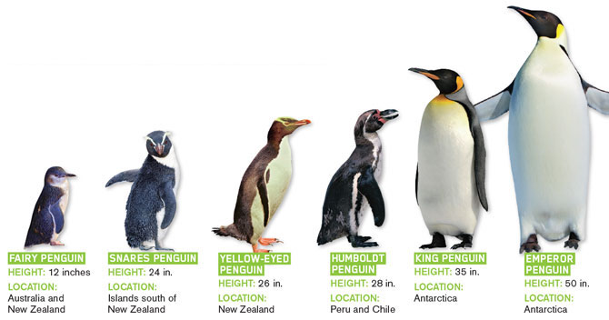 Emperor Penguin Size