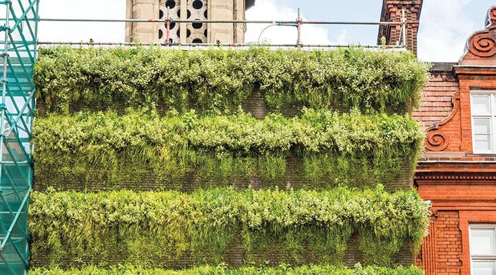 Living Wall Engineering Article for Students | Scholastic Science World ...