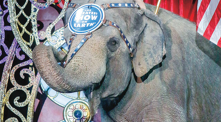So Long, Circus Biology Article for Students | Scholastic Science World ...