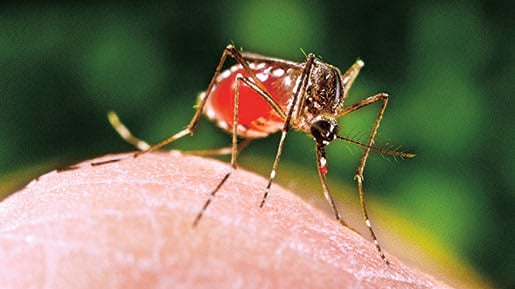 Battling Zika Biology Article for Students | Scholastic Science World ...