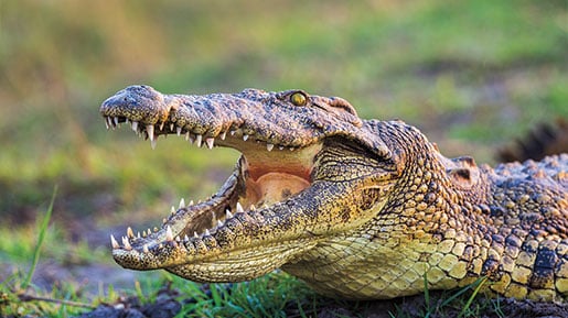 Croc Invasion Biology Article for Students | Scholastic Science World ...
