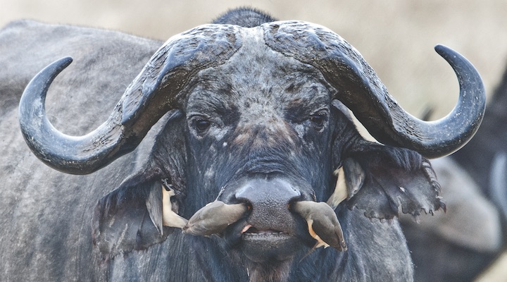 Nosy Birds Gross Out Article for Students | Scholastic Science World ...