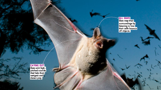 Batty Ability Physics Article for Students | Scholastic Science World ...