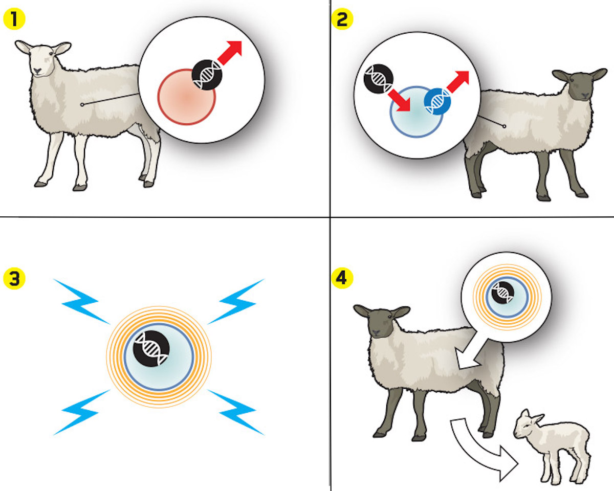 Dolly The Sheep Diagram 2) Using Dolly The Sheep As An Example