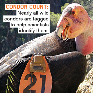 condor numbers