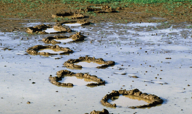 Elephant Foot Step