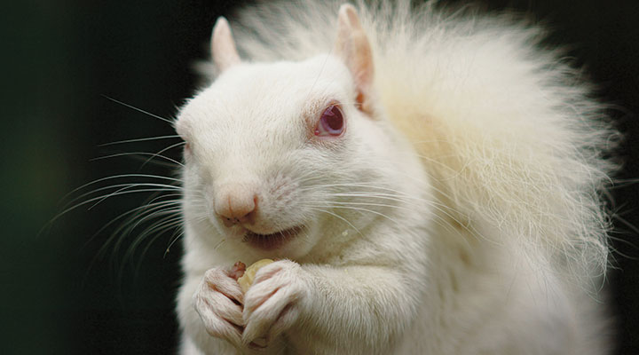 Creatures Without Color Biology Article for Students | Scholastic ...