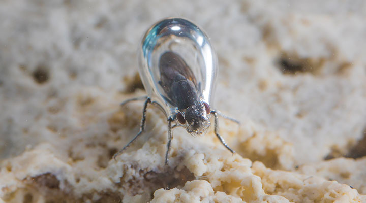 Scuba Fly Biology Article for Students | Scholastic Science World Magazine