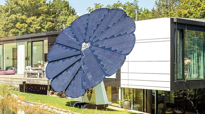 Sun Flower Earth Science Article for Students | Scholastic Science ...