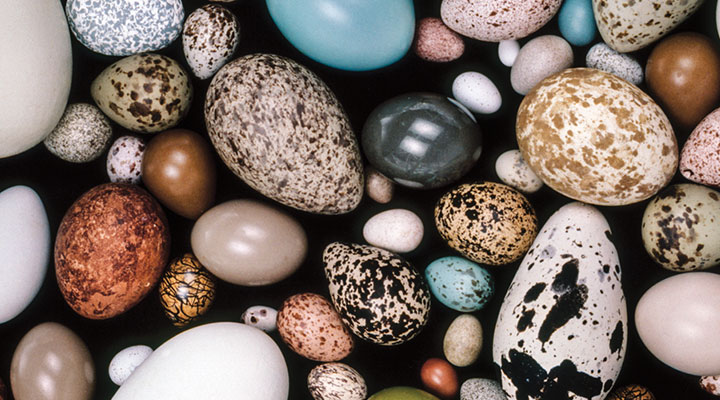 Egg Shapes Explained Biology Article for Students | Scholastic Science ...