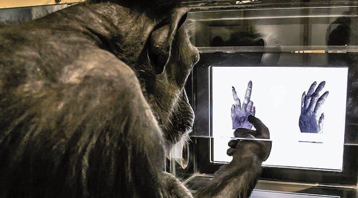 Game-Playing Chimps Biology Article for Students | Scholastic Science ...