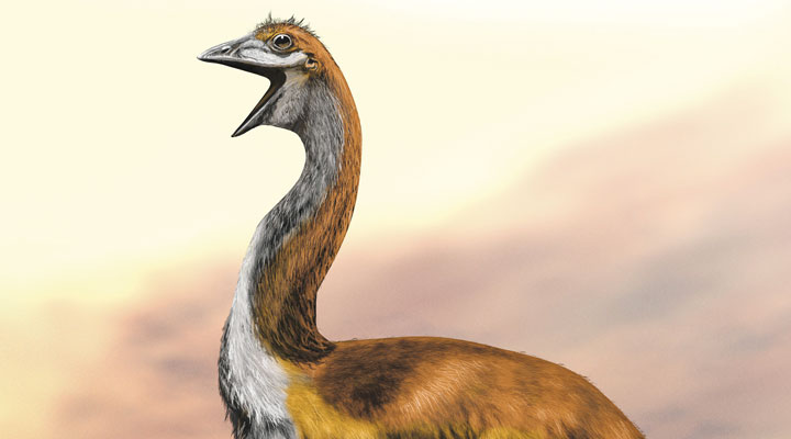 Really Big Bird Biology Article for Students | Scholastic Science World ...