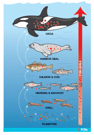 Killer Whale Food Chain Ocean Food Chain | Diagram, Types & Examples