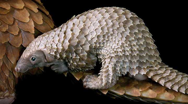Creature Close-Ups Biology Article for Students | Scholastic Science ...