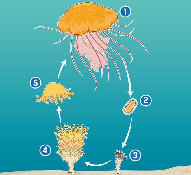 Jellyfish Life Cycle Labeled