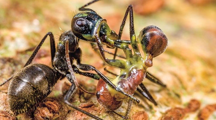 Exploding Ant! Biology Article for Students | Scholastic Science World ...