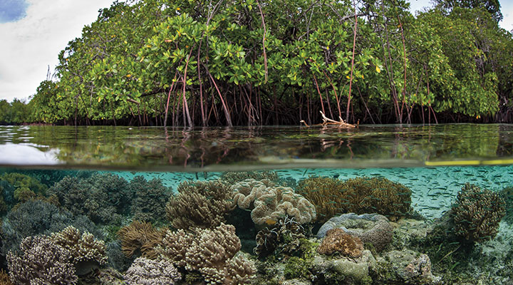 Mangrove Forest Ecosystem