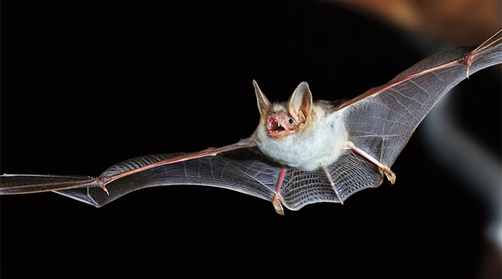 Sixth Senses Physics Article for Students | Scholastic Science World ...