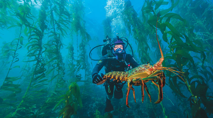 Underwater Ranger Cool STEM Jobs Article for Students | Scholastic ...