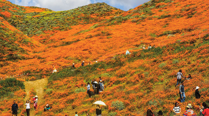 Super Bloom Biology Article for Students | Scholastic Science World ...