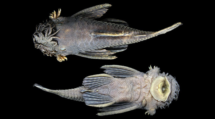 Squirmy Snout Gross Out Article for Students | Scholastic Science World ...