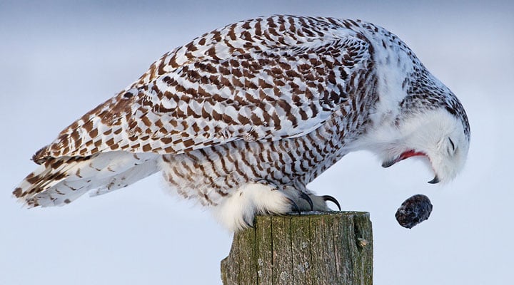 Barfing Bird Gross Out Article for Students | Scholastic Science World ...