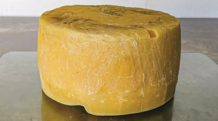 Human Cheese Gross Out Article for Students | Scholastic Science World ...