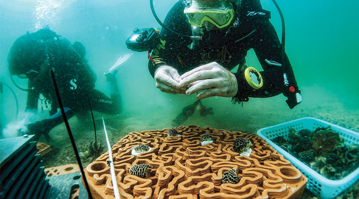 Reef Repair Engineering Article for Students | Scholastic Science World ...