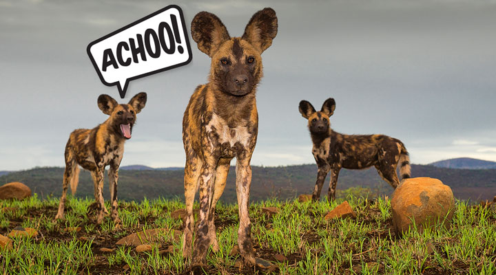 Wild Democracy Biology Article for Students | Scholastic Science World ... Wild Democracy Biology Article for Students | Scholastic Science World ...