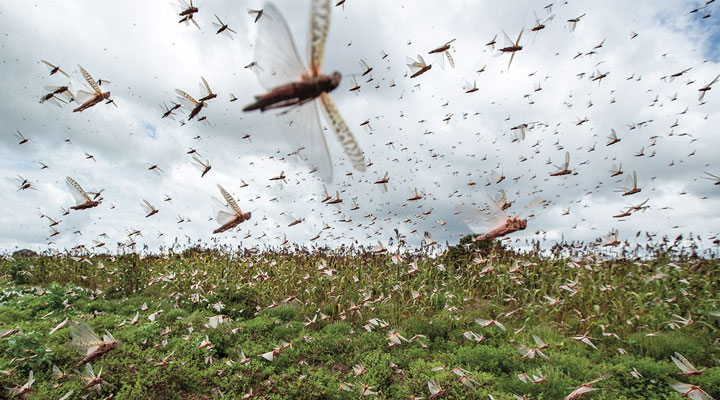 Locust Invasion! Biology Article for Students | Scholastic Science ...