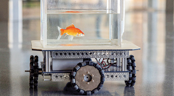 Driving Fish? Biology Article for Students | Scholastic Science World ...