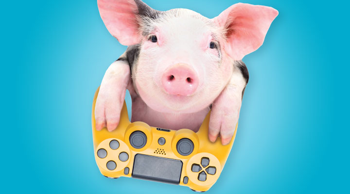 Pig Gamers Biology Article for Students | Scholastic Science World Magazine