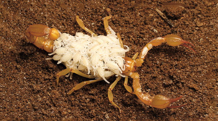 Scorpion Finders Biology Article for Students | Scholastic Science ...