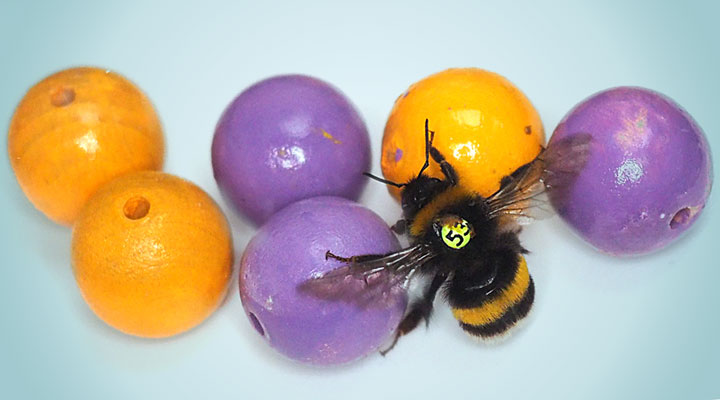 Do Bees Play Ball? Biology Article for Students | Scholastic Science ...