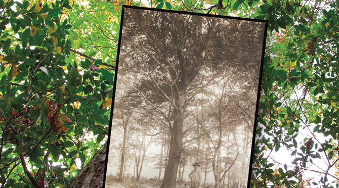 Chestnut Tree The American Chestnut Tree | Triangle Gardener Magazine