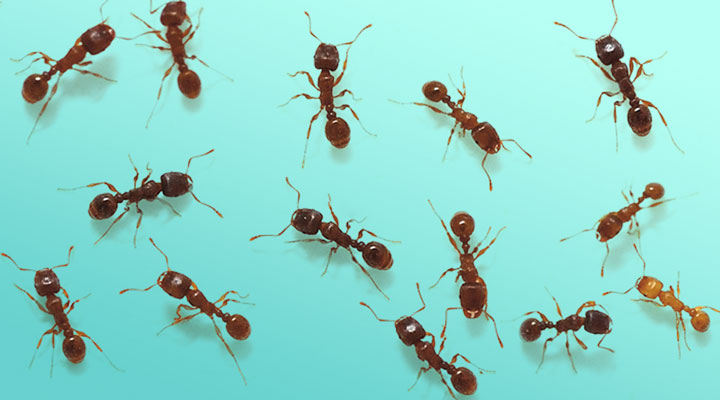 Numbers in the News: Ants | Science Article for Students | Scholastic ...