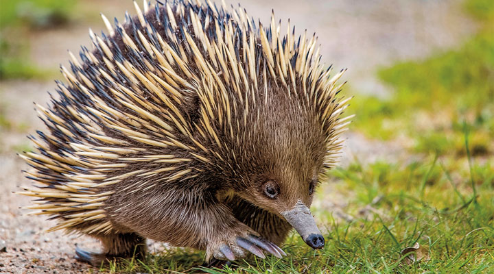 Staying Cool . . . With Snot? | Chemistry Article for Students ...