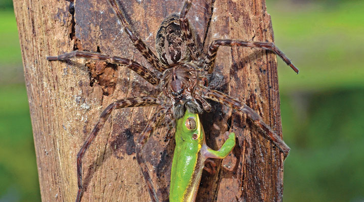 Hungry Spider Gross Out Article for Students | Scholastic Science World ...
