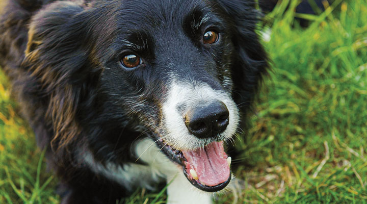 Who's a Good Dog? Biology Article for Students | Scholastic Science ...