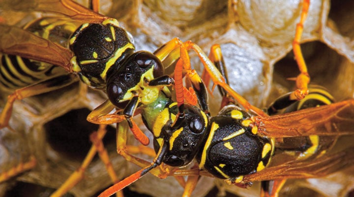 Barfing Wasps Gross Out Article for Students | Scholastic Science World ...