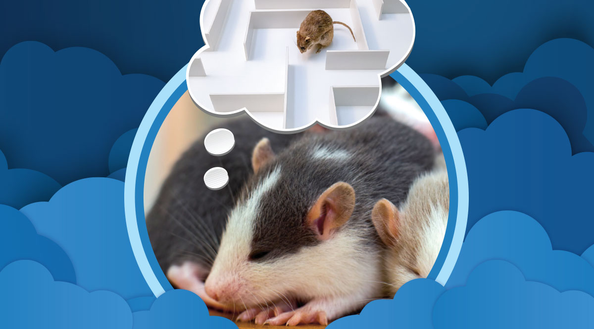 Dream of rats running 60 photos - Youhoroscope.com