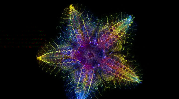 Under the Microscope | Physics Article for Students | Scholastic ...