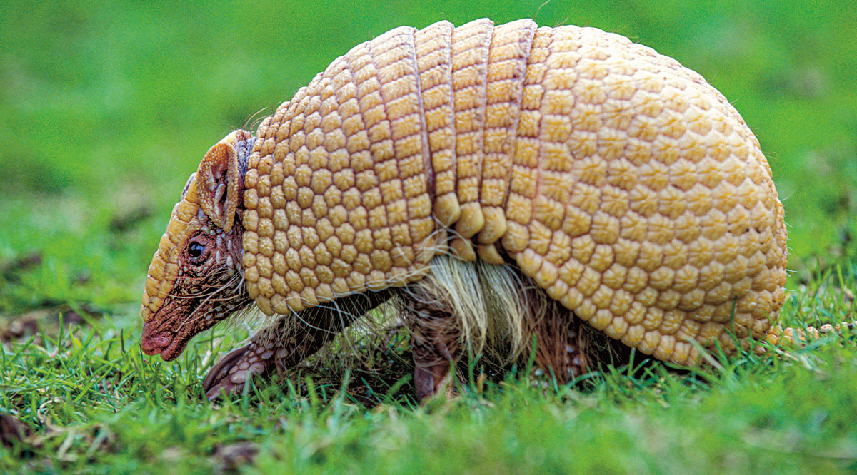 armadillo armour