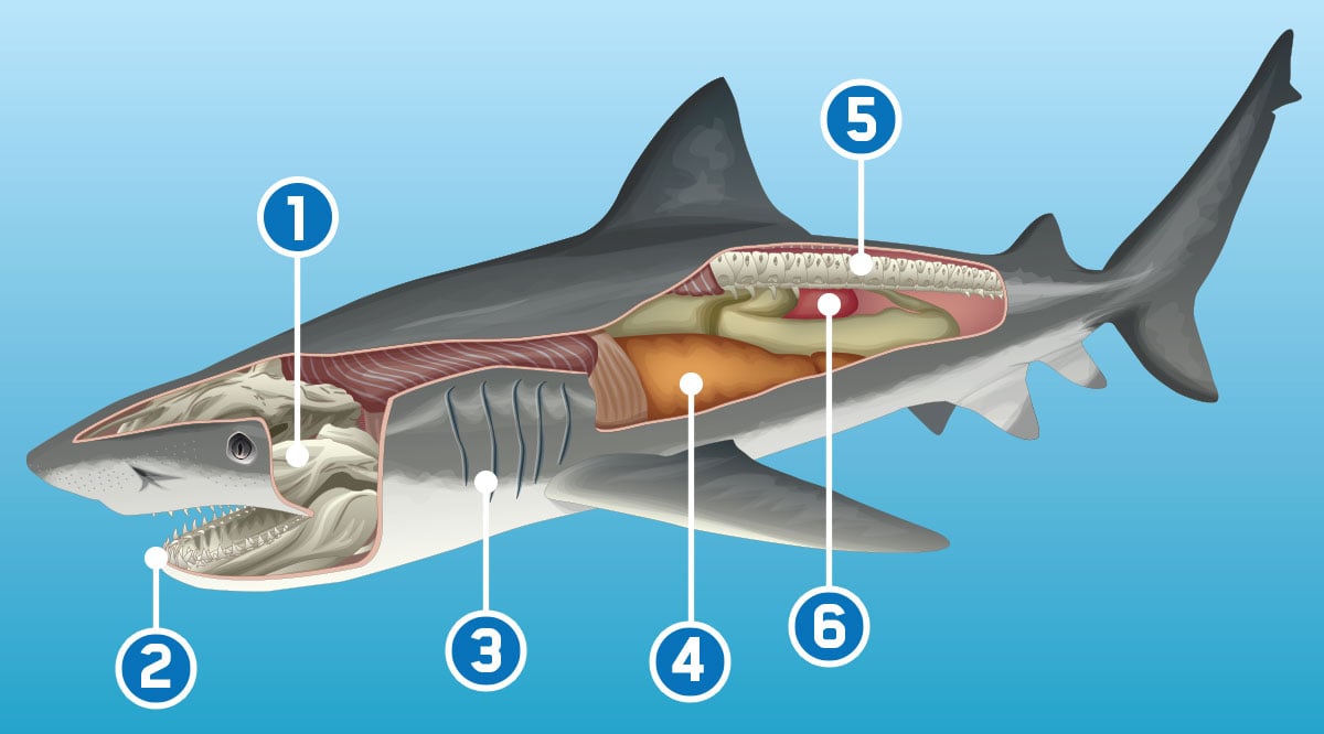 Great White Shark Skeleton Structure